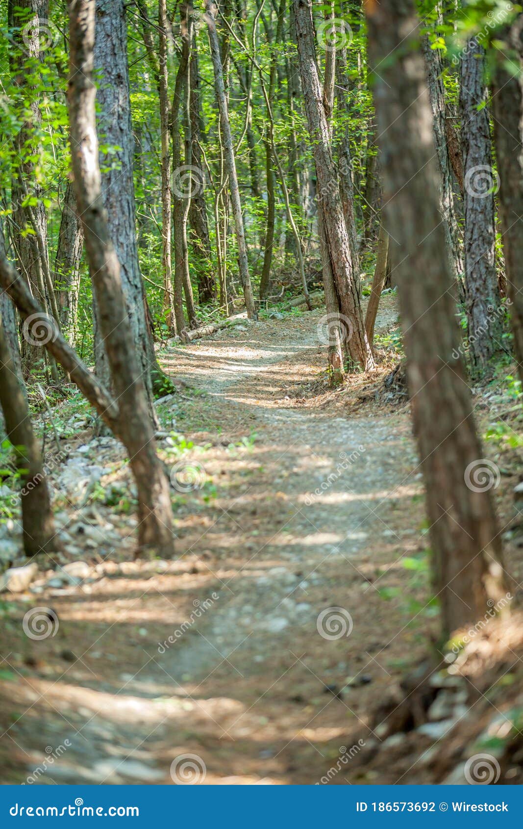 Downhill Path between Trees on a Mountain in Slovenia Stock Photo ...