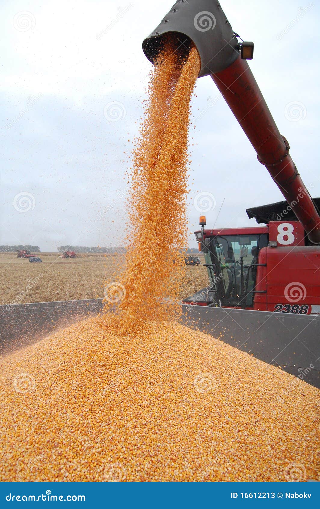 Download mais stock image. Image of fresh, download, grain - 16612213