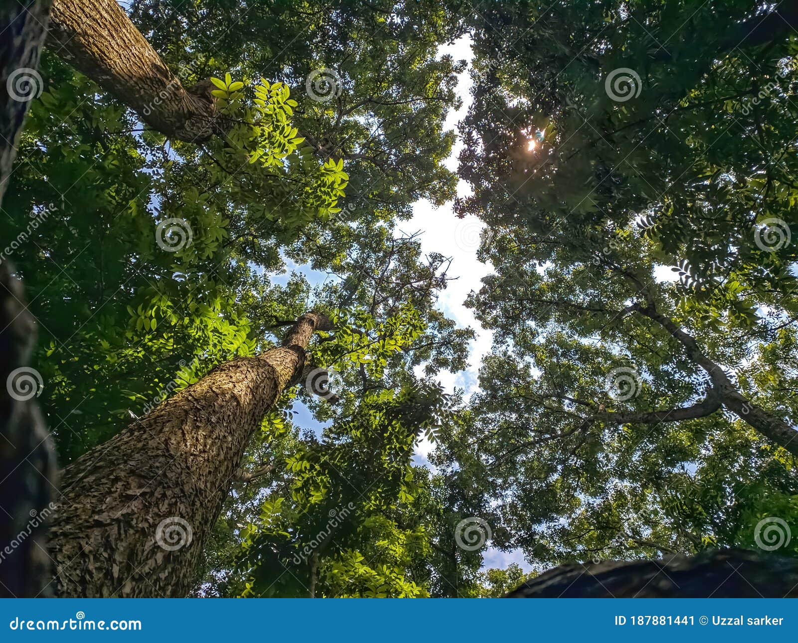 Downside up view of trees stock image. Image of include - 187881441