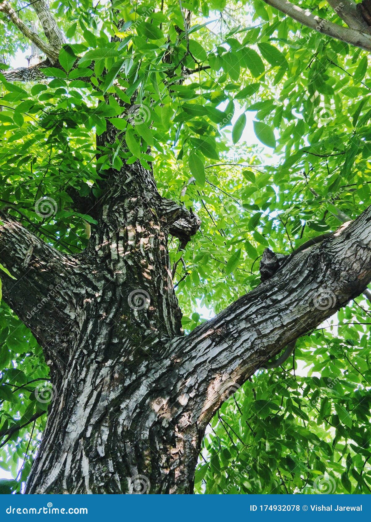 Downside View of Chestnut Tree in Forest of Dehradun, Uttrakhand Stock ...