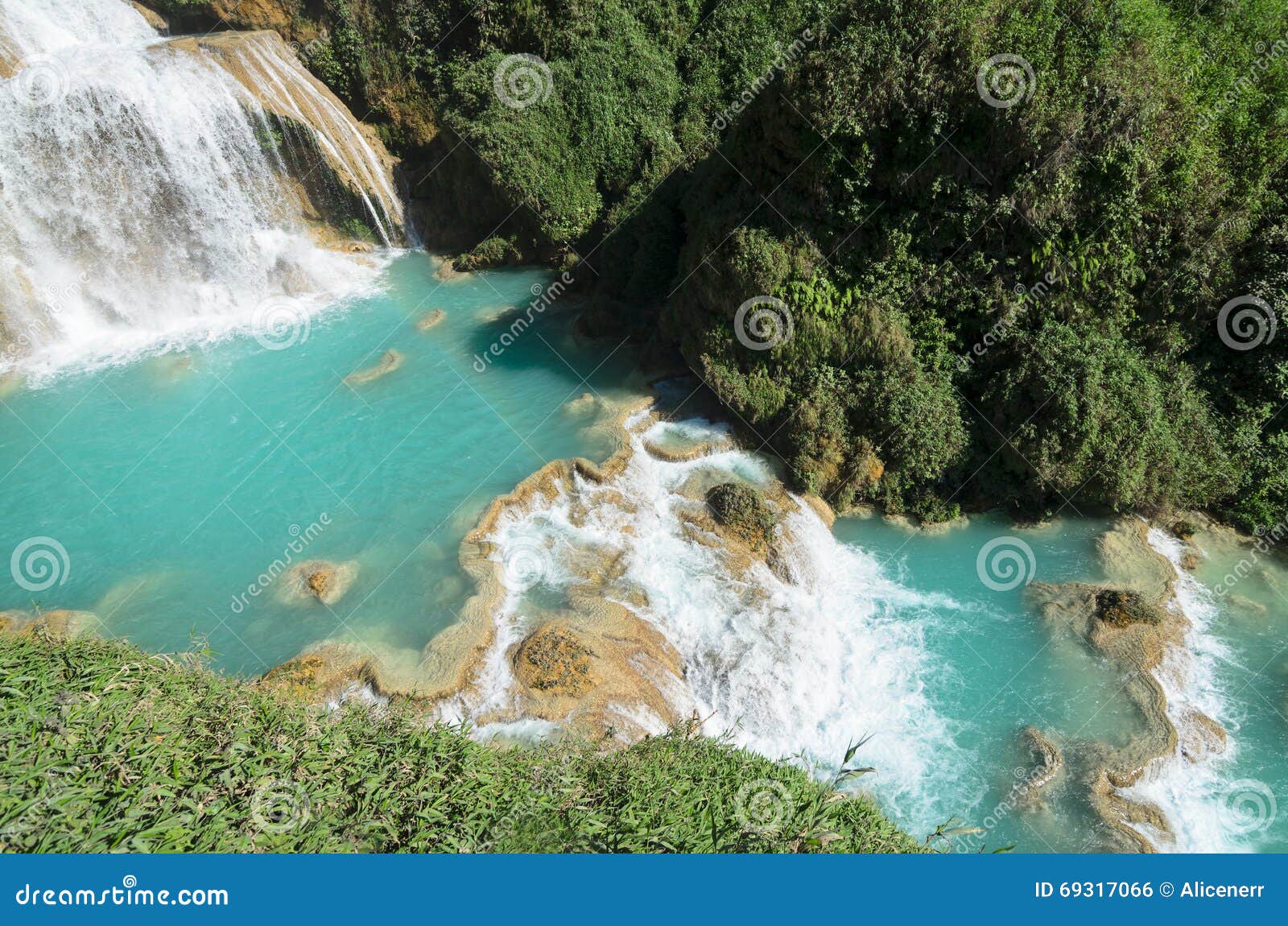 Turquoise Rainbow Fish Melanotaenia Lacustris Blue Rainbowfish Royalty ...