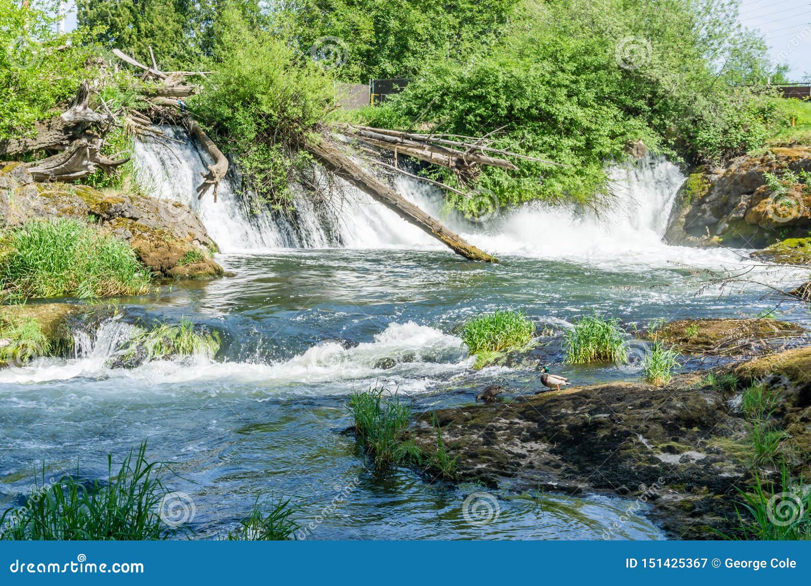 Downstream from Waterfall 2 Stock Image - Image of fresh, erupting ...
