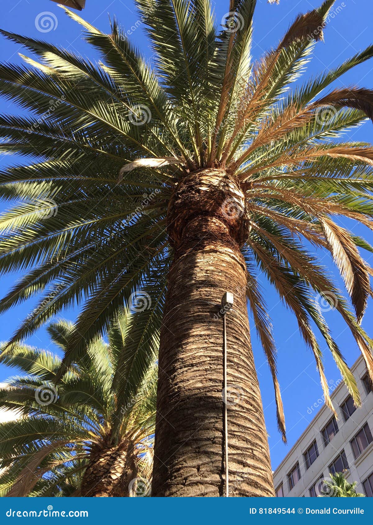 Downtown Anaheim stock photo. Image of anaheim, trees - 81849544