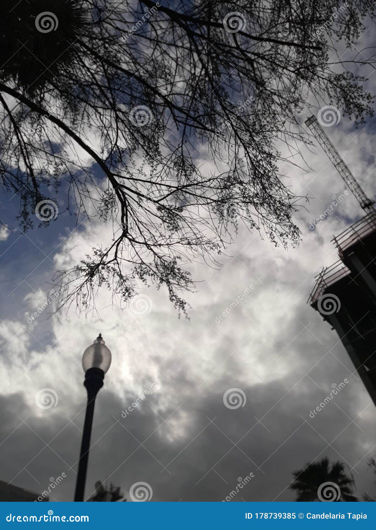 Downtown Phx Az stock image. Image of black, plant, morning - 178739385