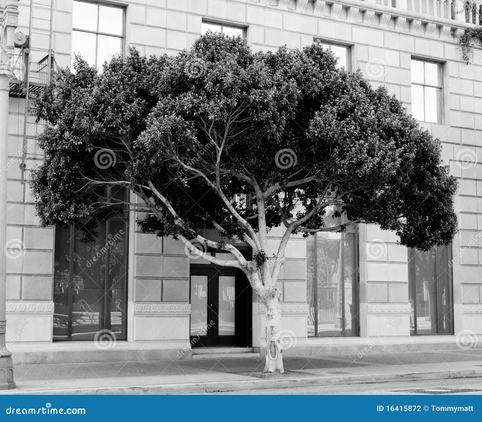 Downtown tree stock photo. Image of black, plants, white - 16415872