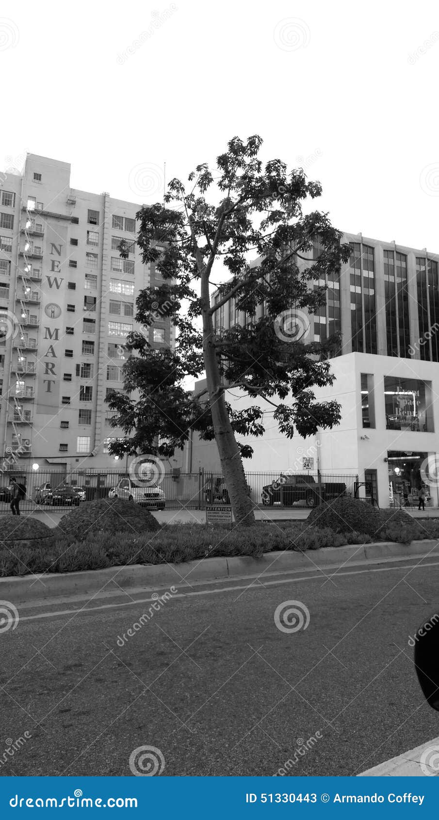 Downtown Tree in Los Angeles Editorial Stock Photo - Image of area ...