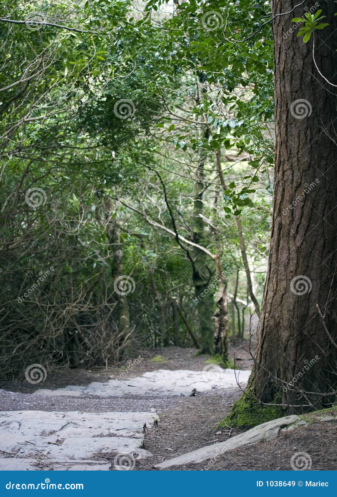 Downward Path stock image. Image of countryside, tree - 1038649