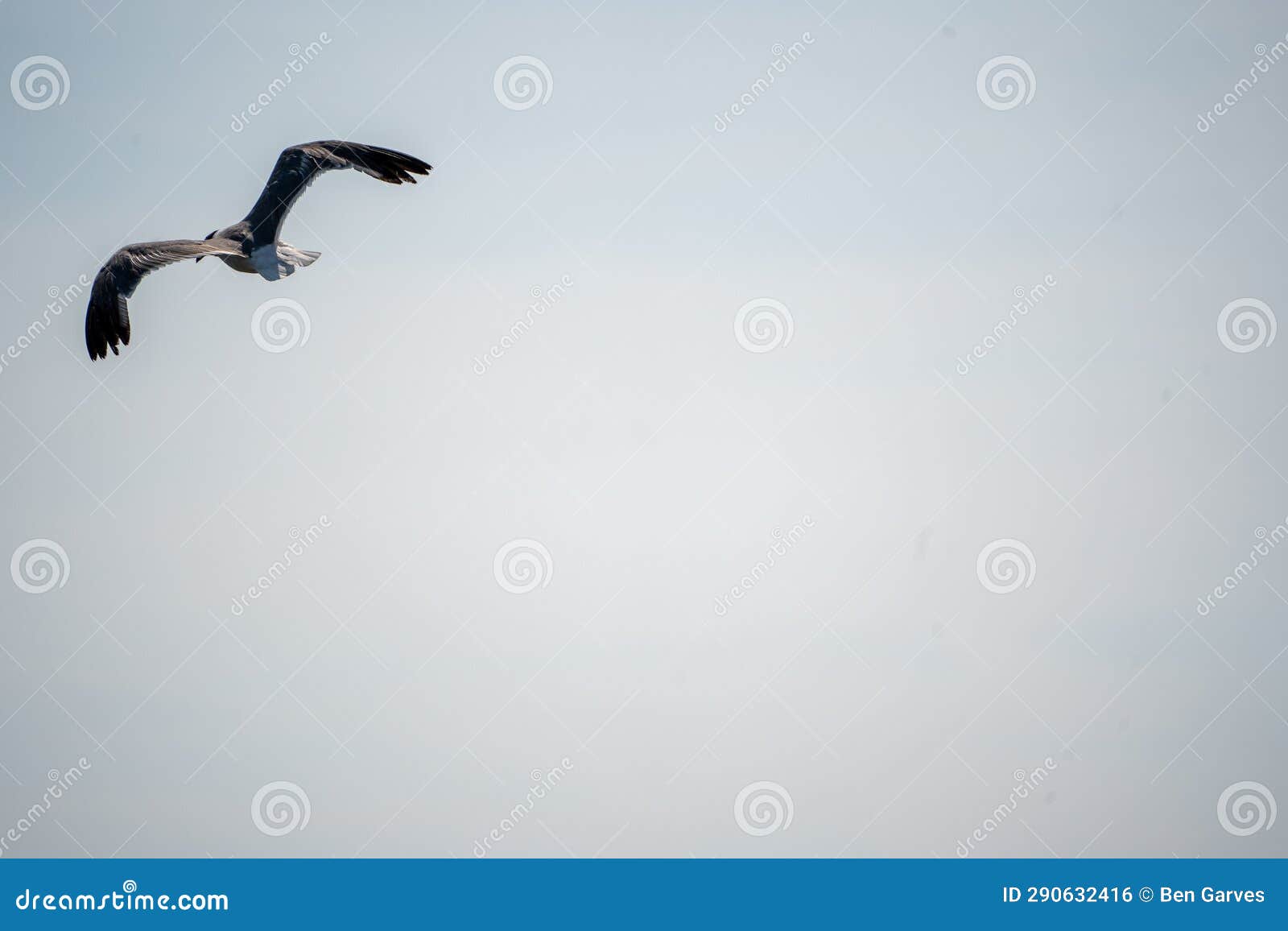 Gray Bird S Iconic Wing Dive Stock Photo - Image of preening, hatchling ...