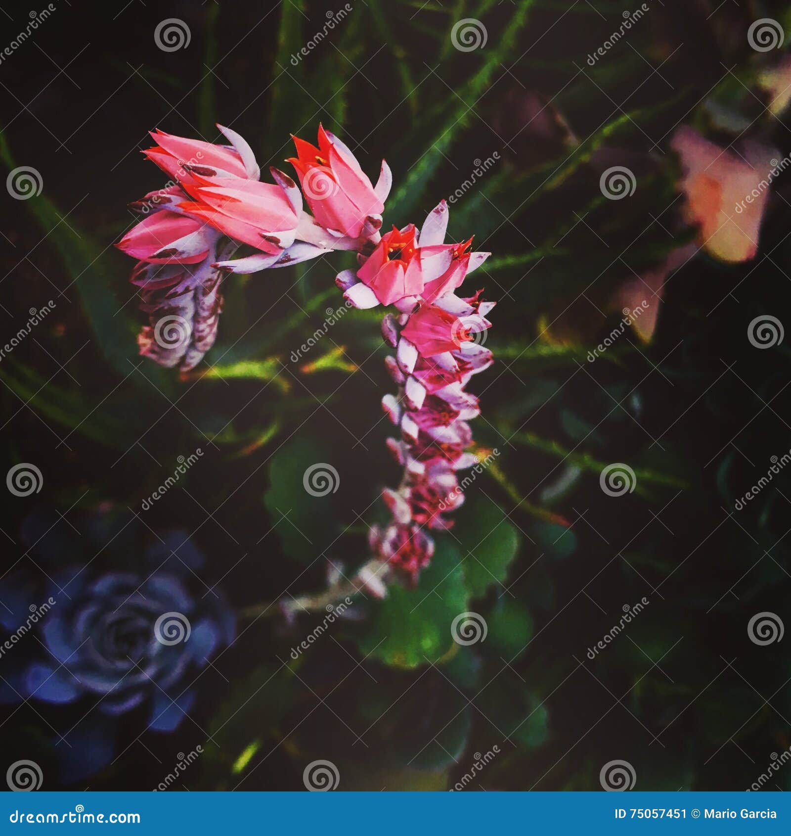 Downward Spiral stock image. Image of green, pink, flowers - 75057451