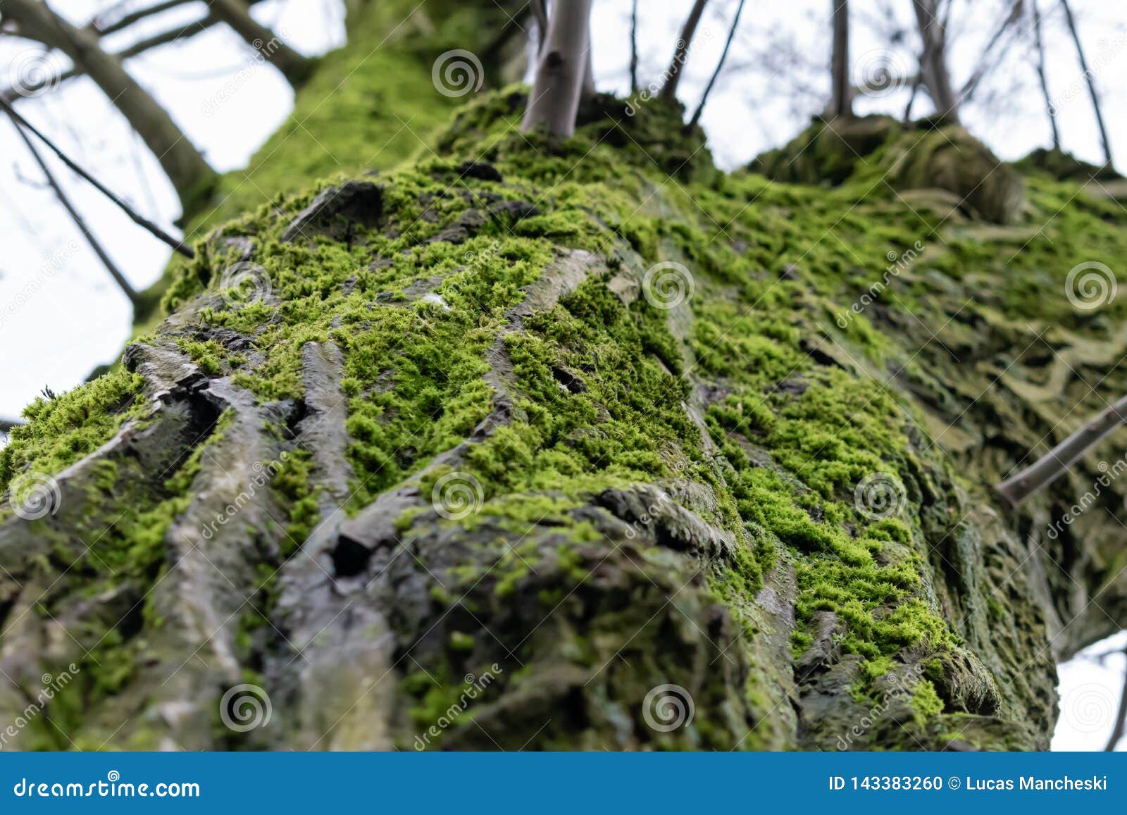 Downward View of Mossy Tree Trunk Stock Photo - Image of foreground ...