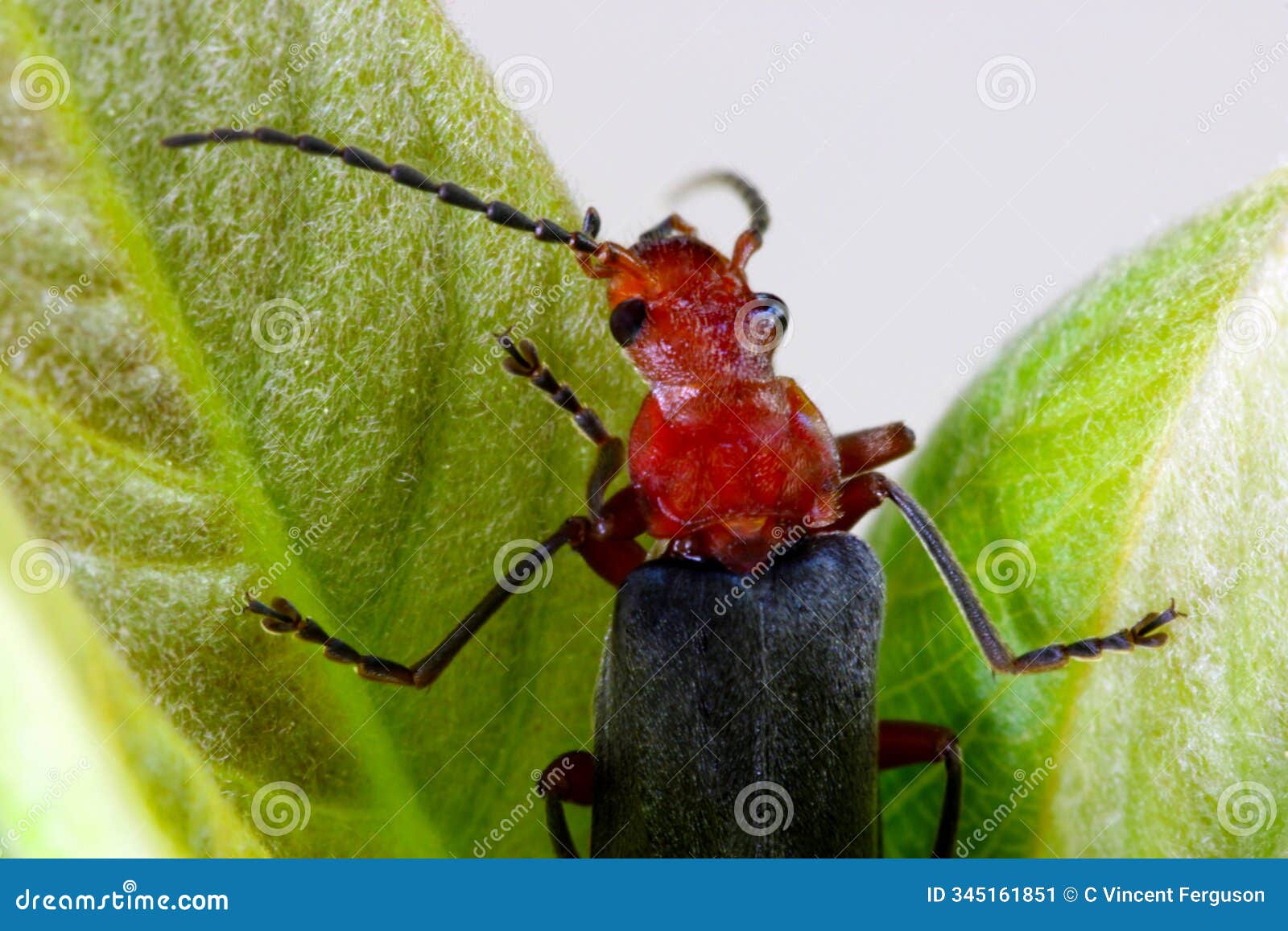 Downy Beetle Insect Head 04 Stock Image - Image of insect, podabrus ...
