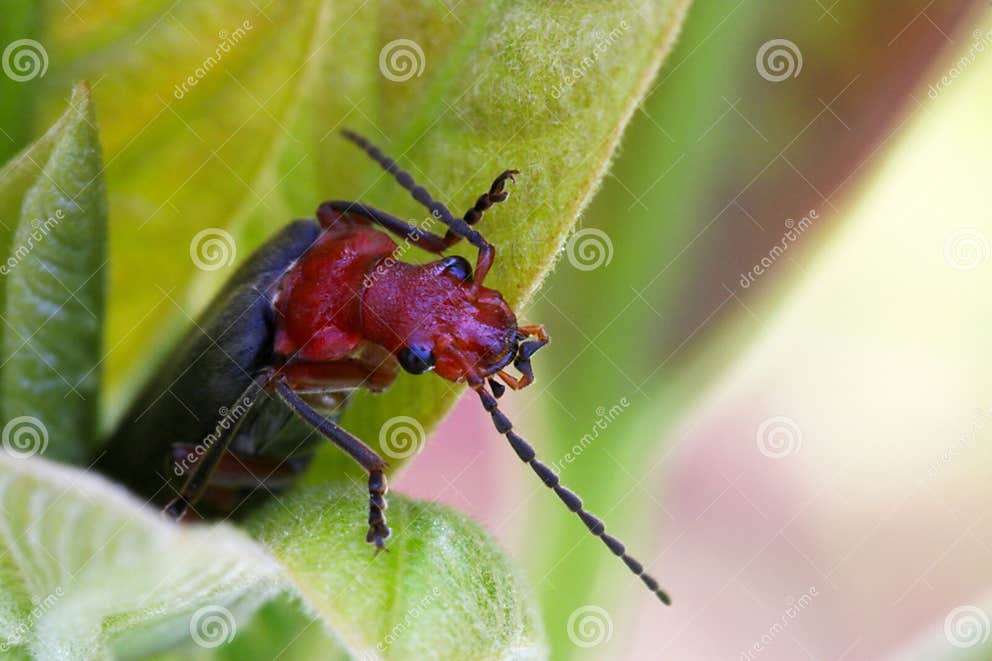 Downy Beetle Insect Head 01 Stock Photo - Image of head, beetle: 345161854