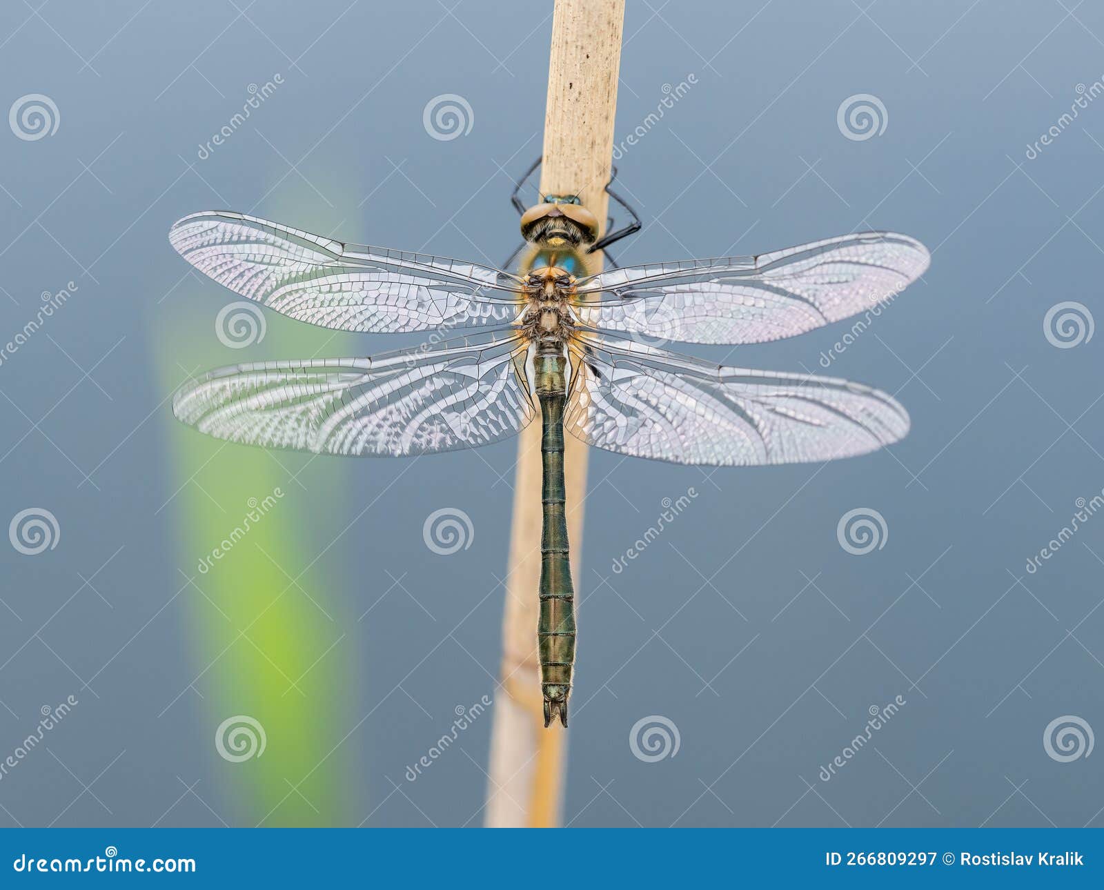 Downy Emerald Cordulia Aenea Stock Image - Image of meadow, beauty ...