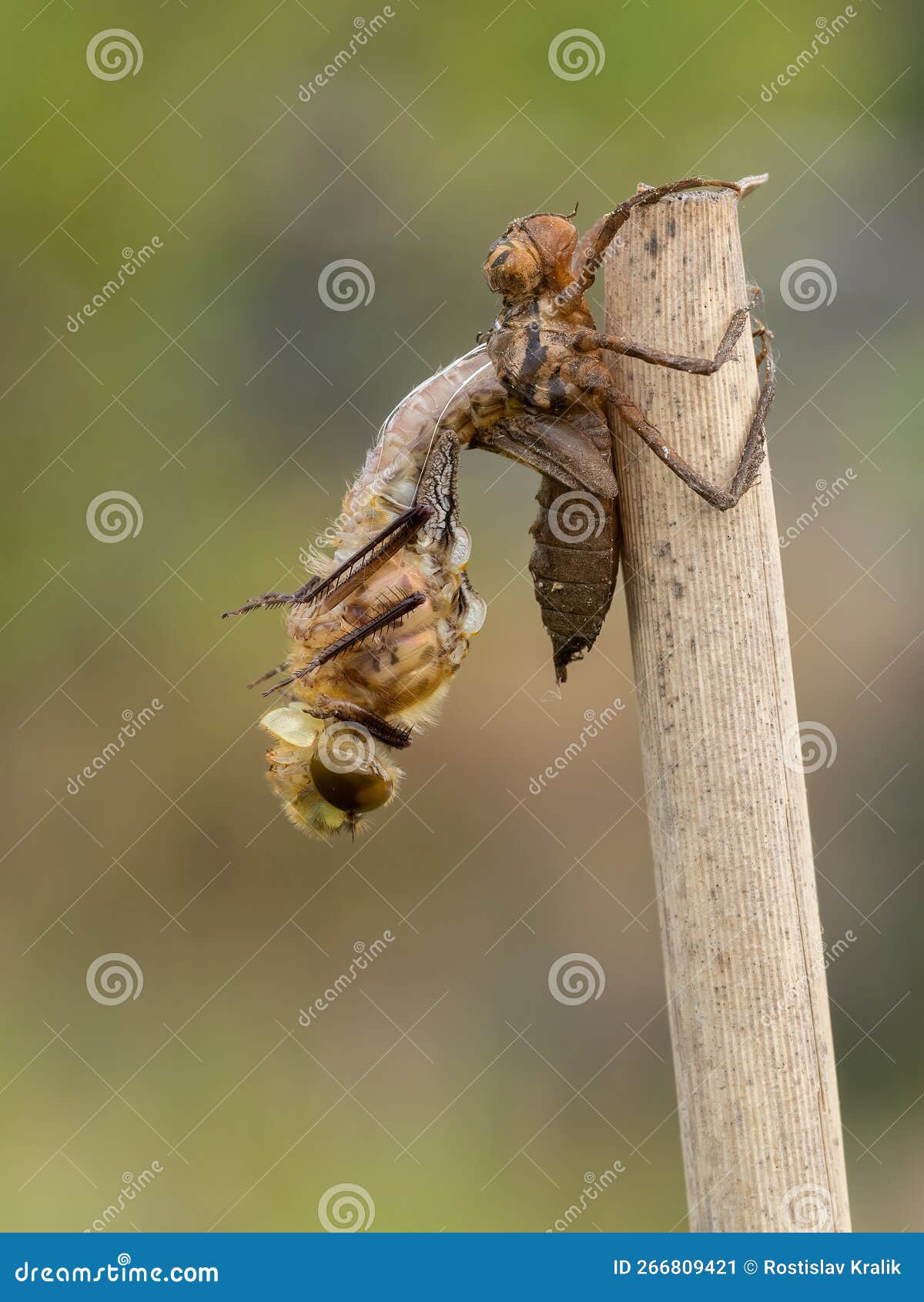 Downy Emerald Cordulia Aenea Stock Image - Image of light, entomology ...