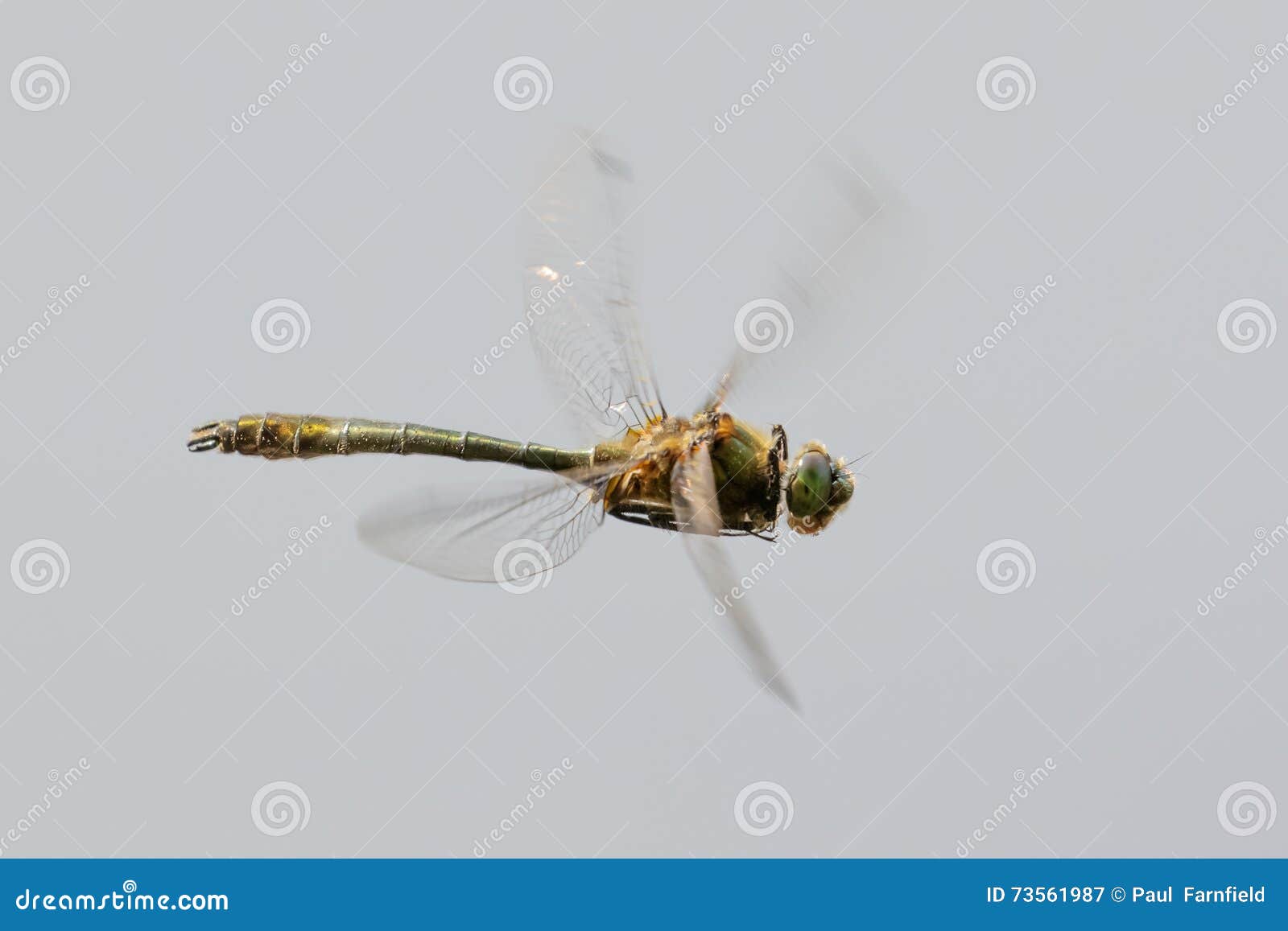 Downy Emerald (Cordulia Aenea) Stock Image - Image of bronze, wing ...