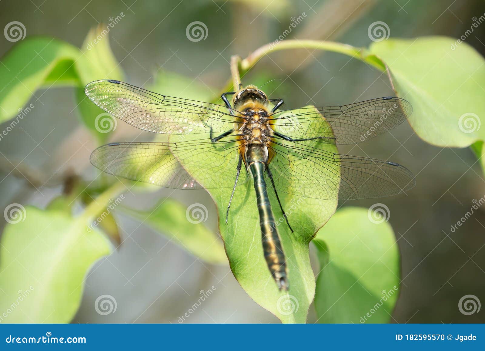 Downy emerald dragon fly stock photo. Image of closeup - 182595570