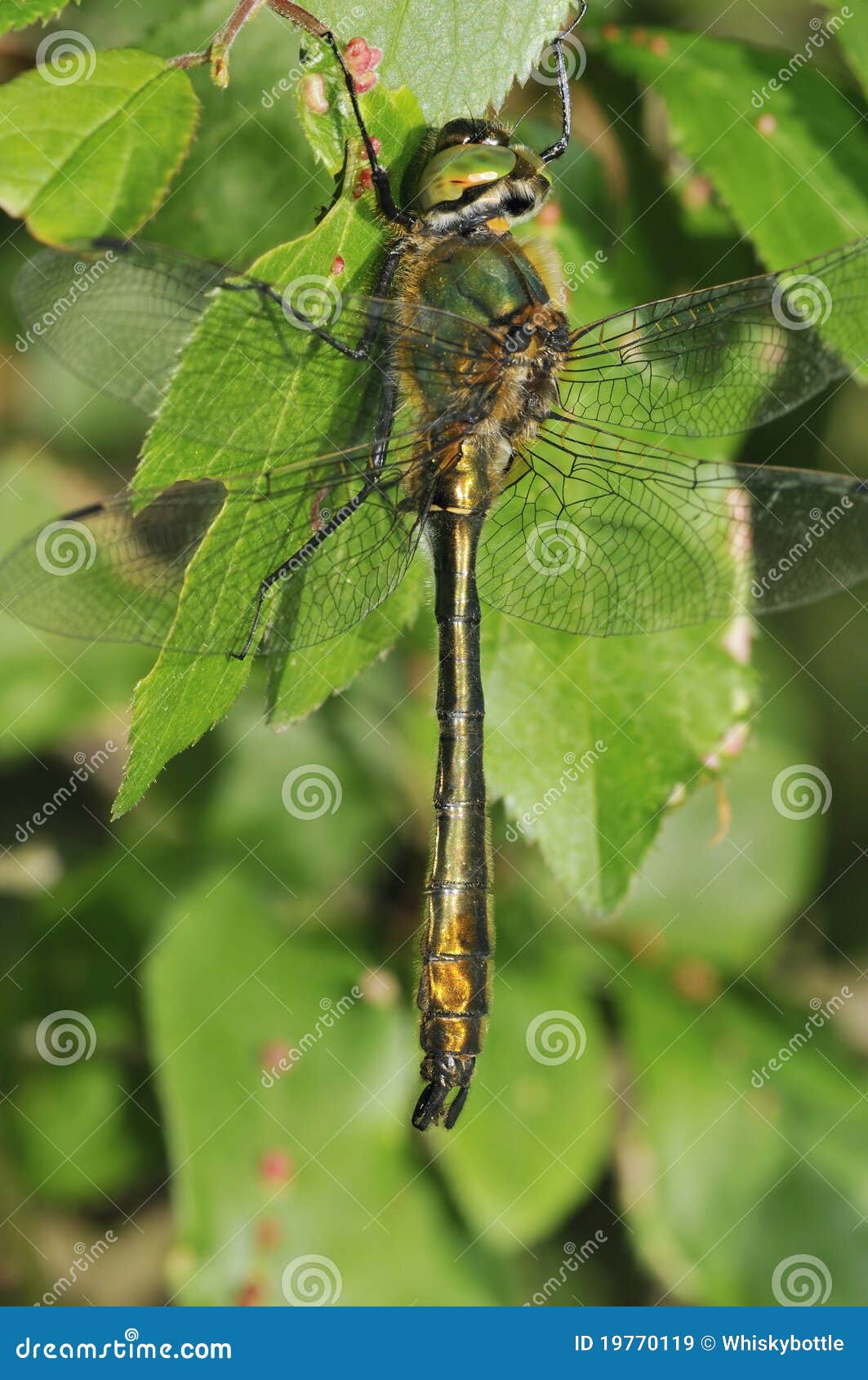 Downy Emerald Dragonfly stock image. Image of cotswold - 19770119