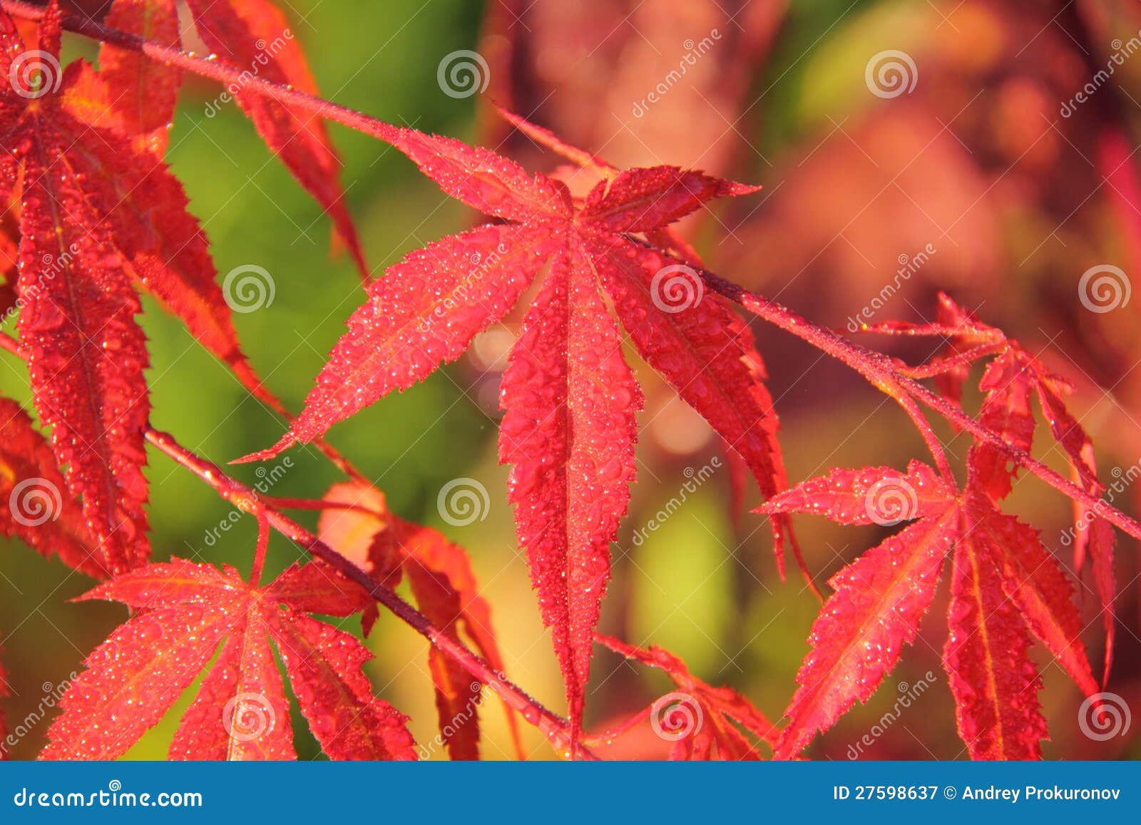 Downy Japanese Maple. Leaves. Stock Image - Image of flower, fall: 27598637