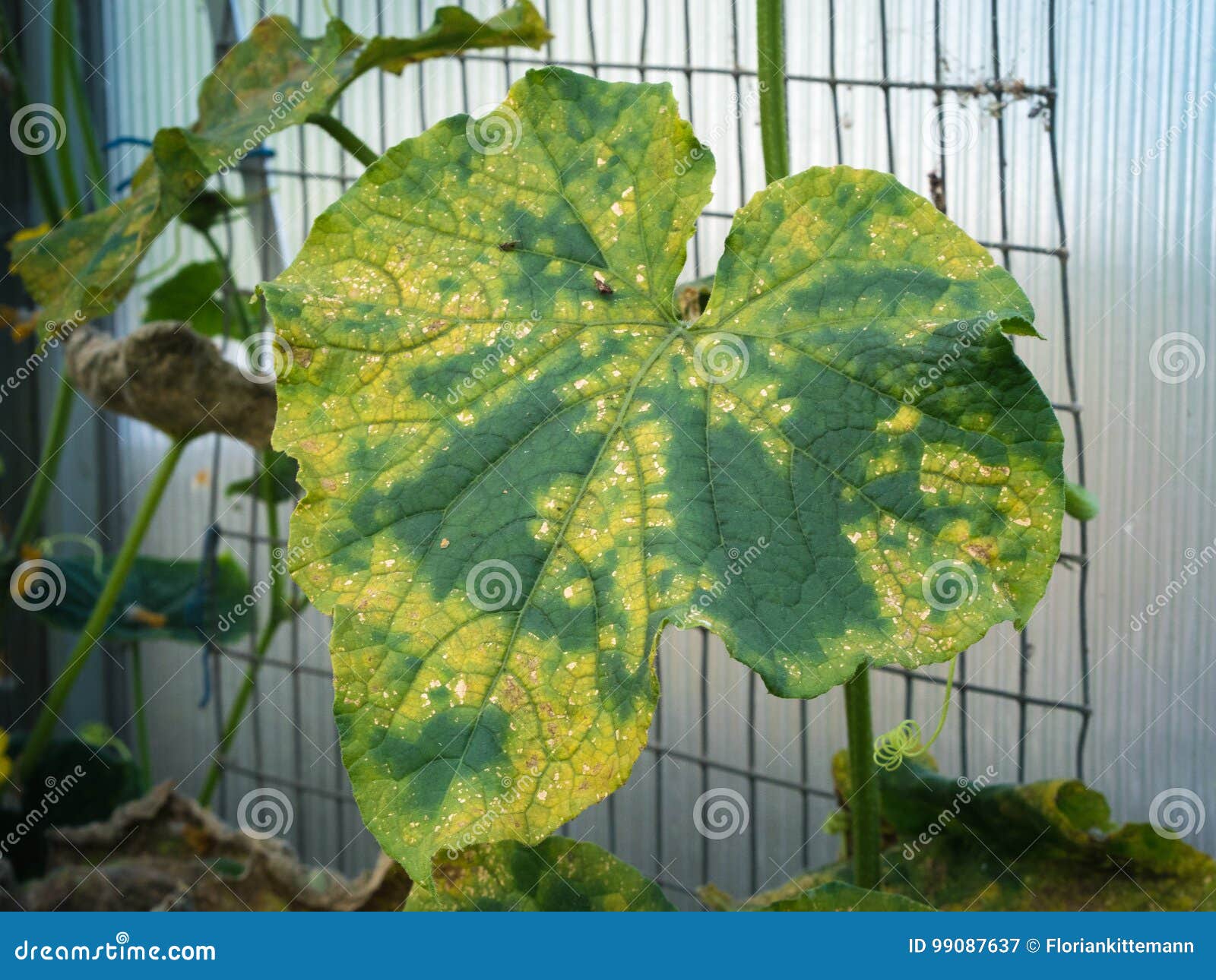 Downy mildew on cucumber stock image. Image of cucumber - 99087637
