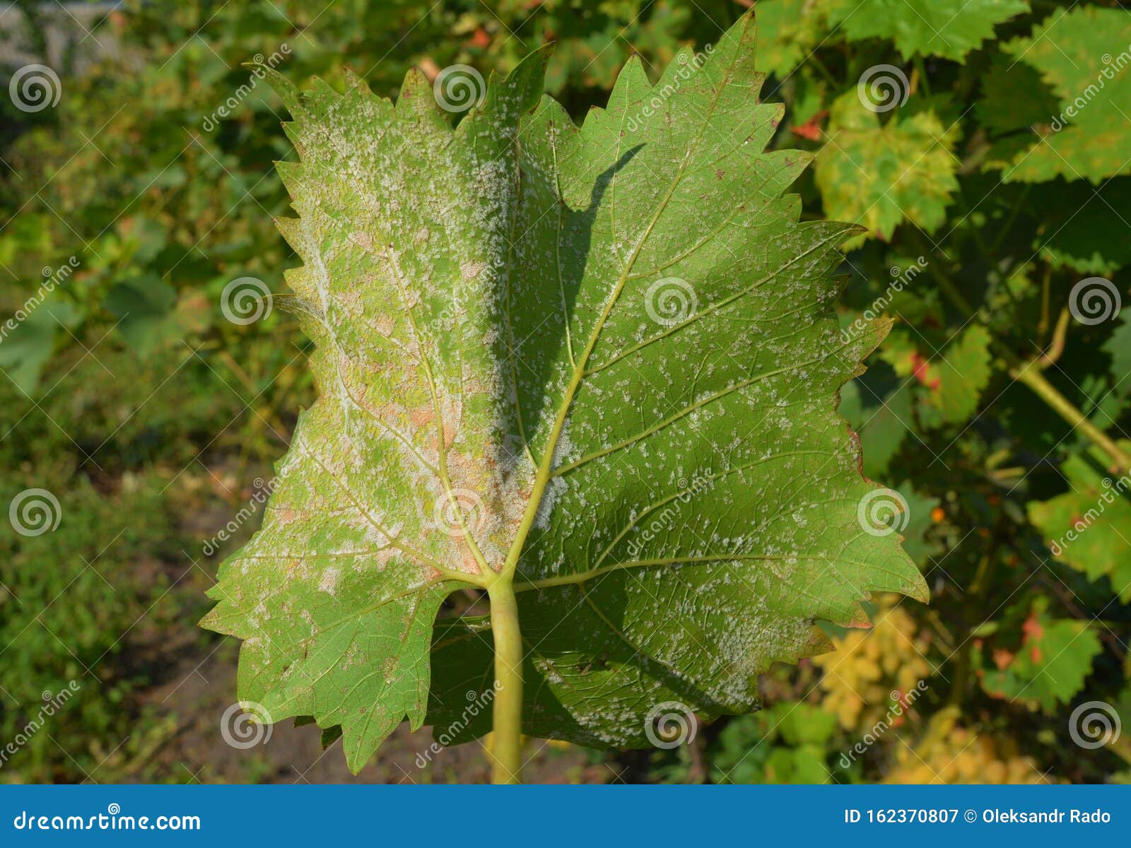 Downy Mildew Fungal Disease on Grape Leaf Stock Image - Image of green ...