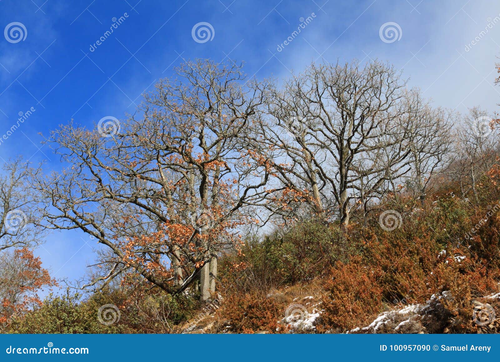 Downy Oak or Pubescent Oak Tree in Winter Stock Photo - Image of nature ...