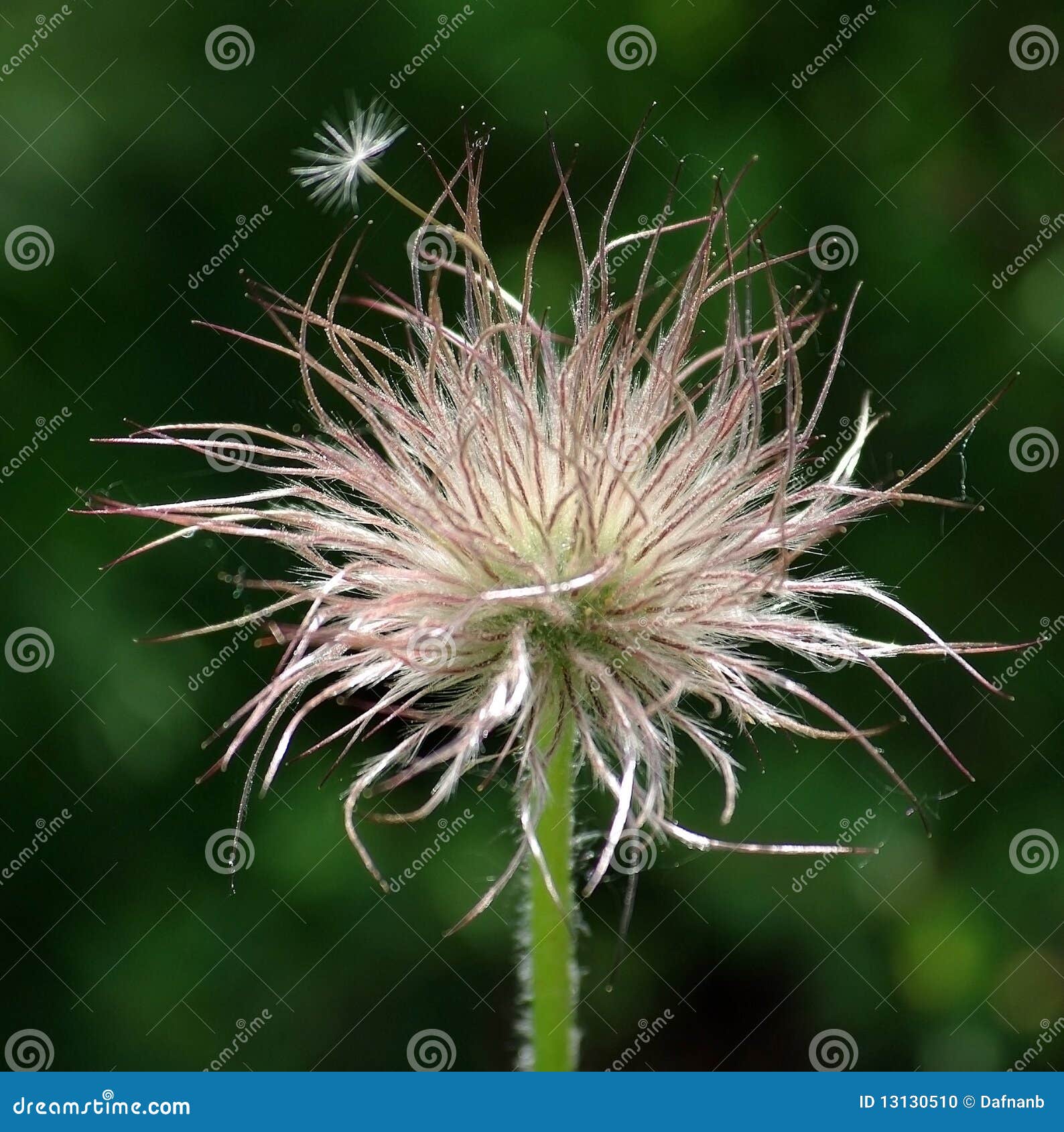 Downy plant stock photo. Image of detail, closeup, abstract - 13130510