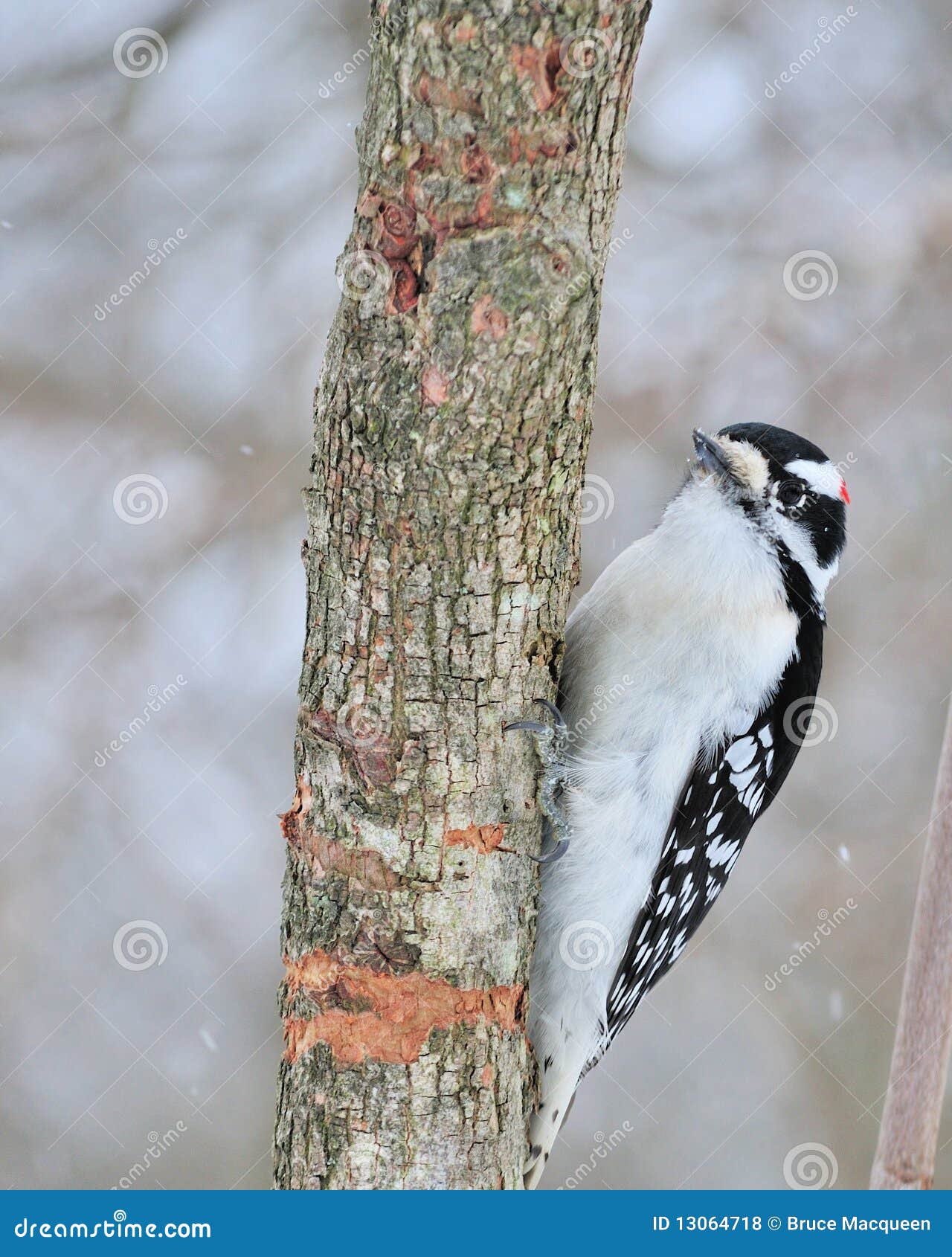 Downy Woodpecker stock photo. Image of wildlife, downy - 13064718