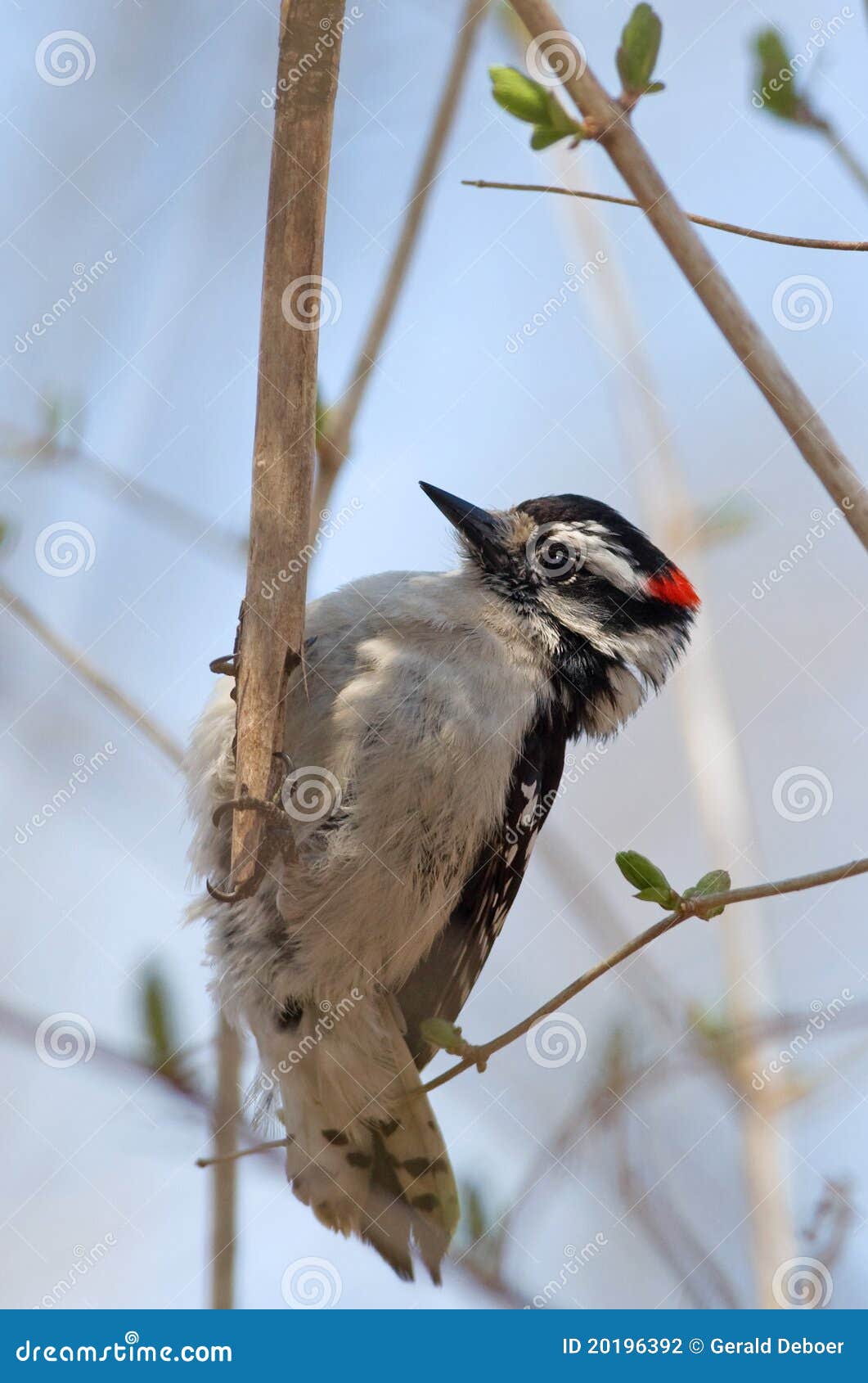 Downy Woodpecker stock photo. Image of perched, vertical - 20196392
