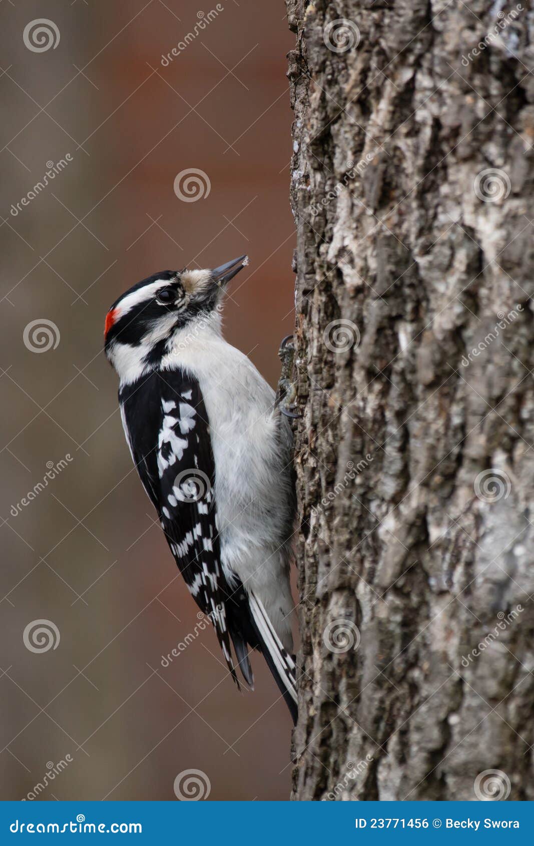 Downy Woodpecker stock photo. Image of downy, bird, feather - 23771456