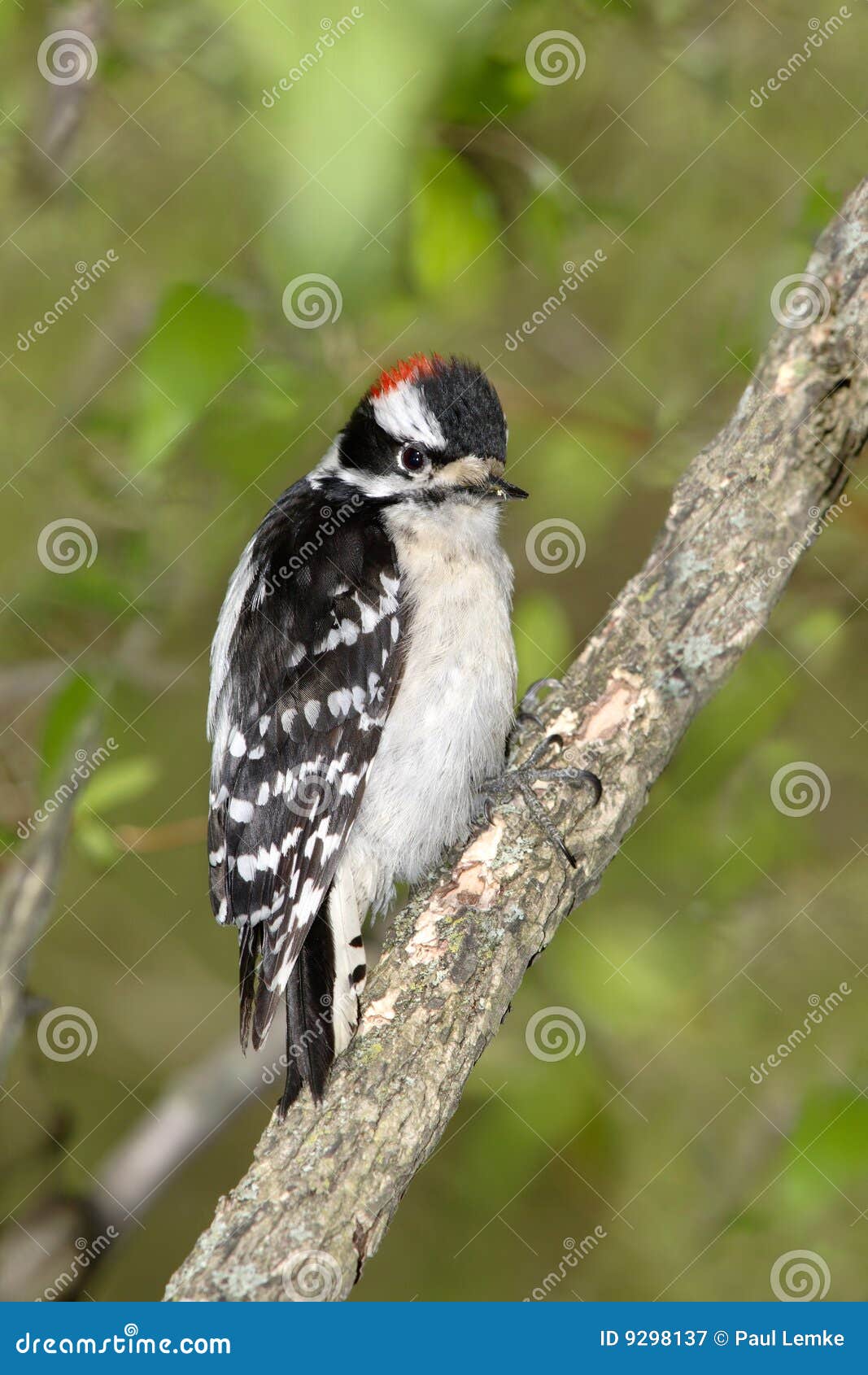 Downy Woodpecker stock image. Image of animal, wildlife - 9298137