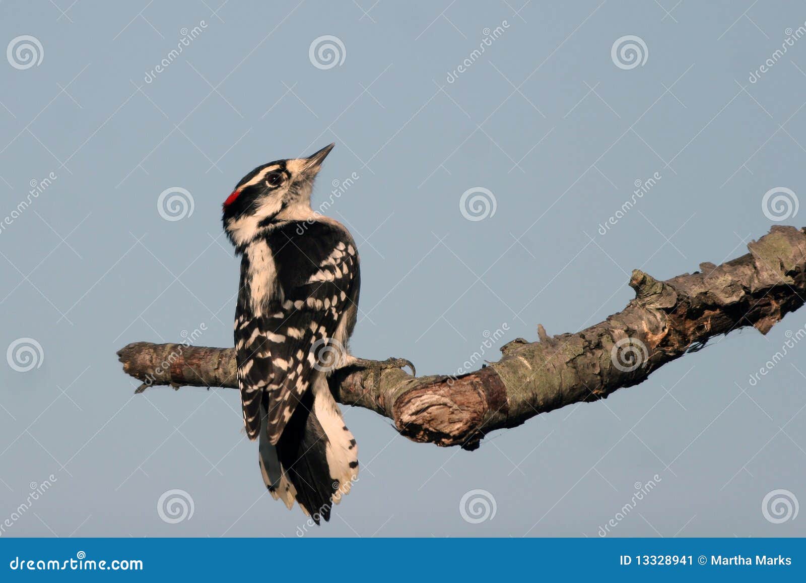 Downy Woodpecker, Picoides Pubescens Stock Image - Image of branch ...