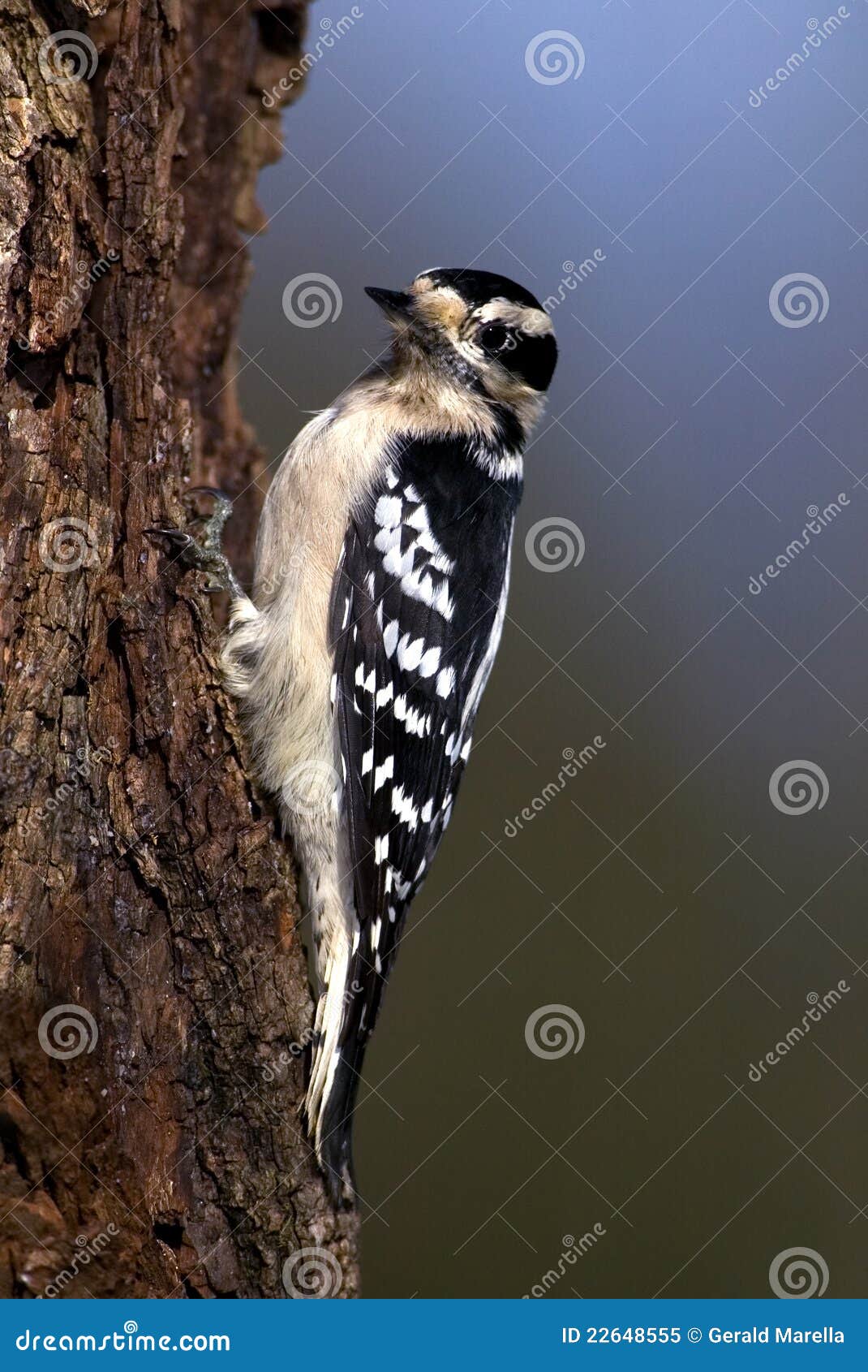 Downy Woodpecker (Picoides Pubescens) Stock Image - Image of backyard ...