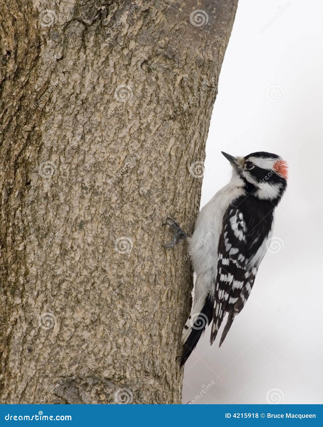 Downy Woodpecker (Picoides Pubescens) Stock Photo - Image of bird ...