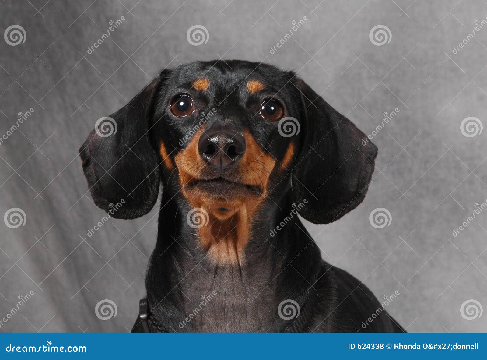 Doxie 2 stock photo. Image of cute, dachshund, doxie, canine - 624338