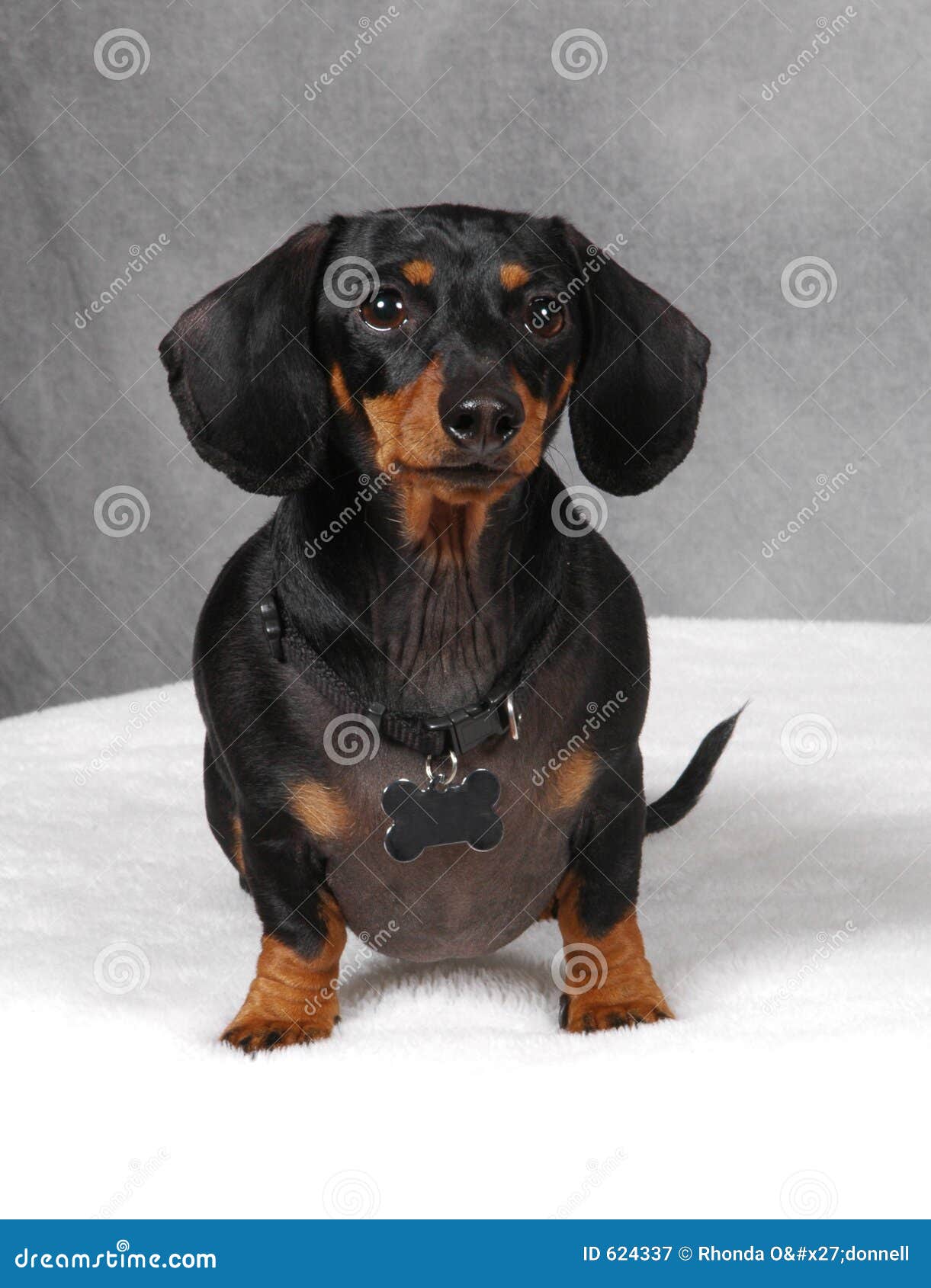 Doxie 3 stock image. Image of minature, friend, black, pose - 624337