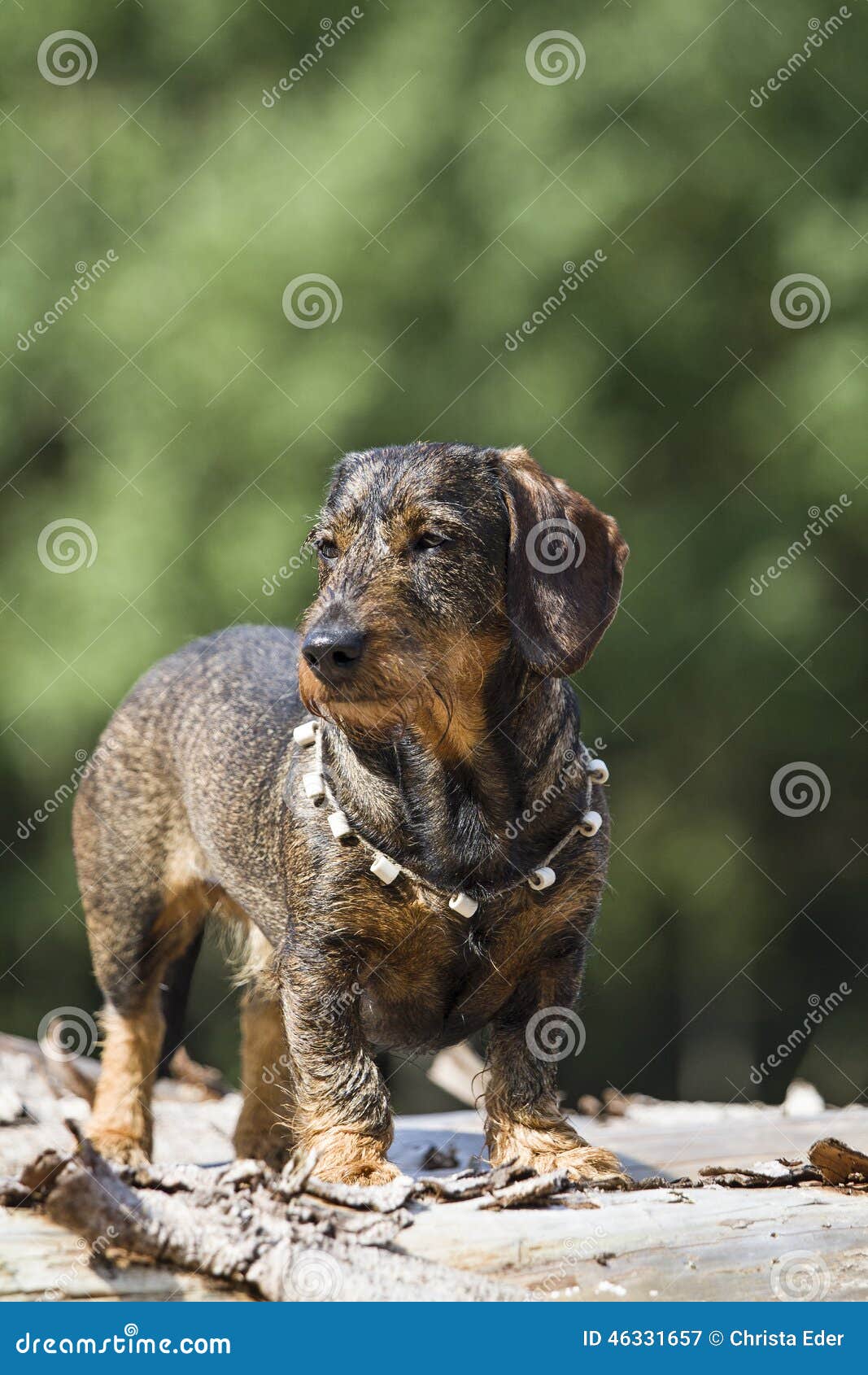 Doxie стоковое изображение. изображение насчитывающей собака - 46331657