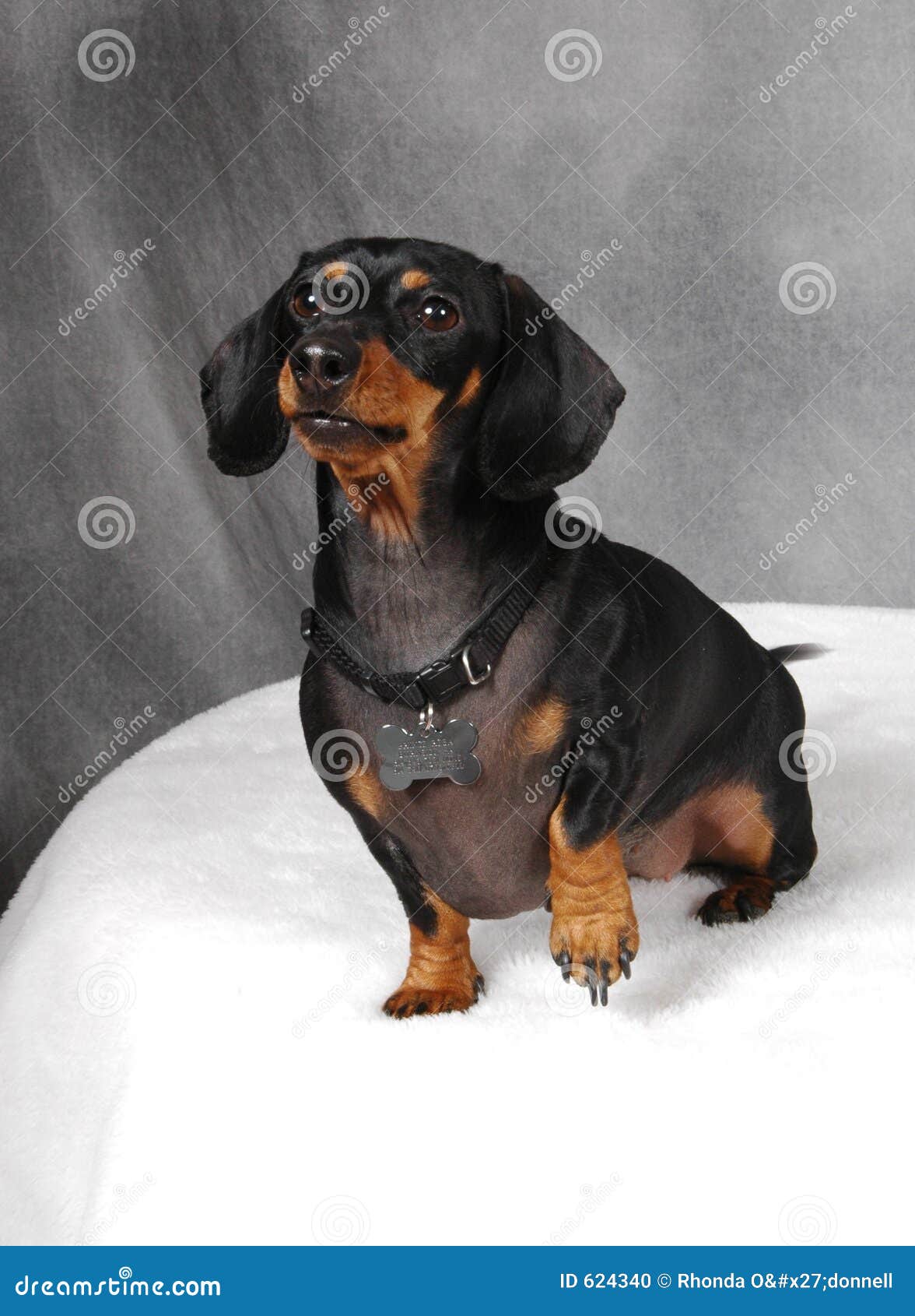 Doxie stock photo. Image of breed, head, purebred, pooch - 624340