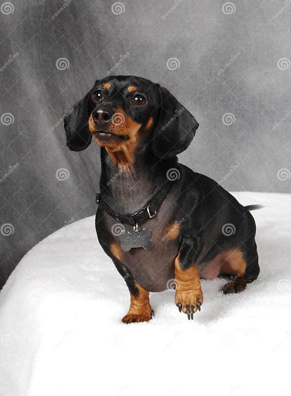 Doxie stock photo. Image of breed, head, purebred, pooch - 624340