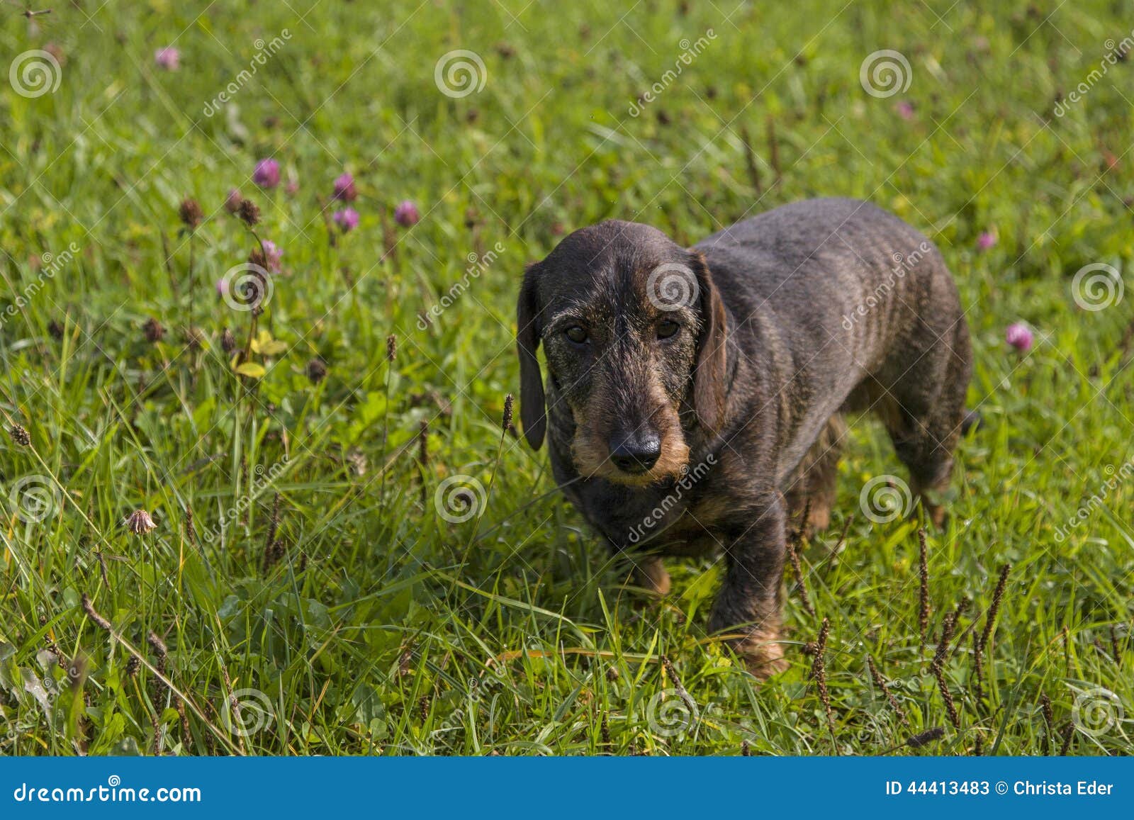 Doxie stock image. Image of rough, doxie, brown, short - 44413483
