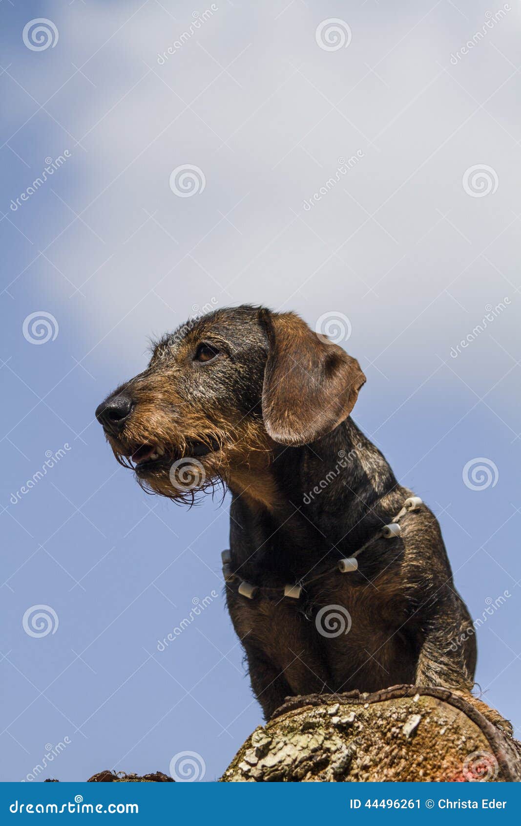 Doxie stock image. Image of dachshund, collar, brown - 44496261