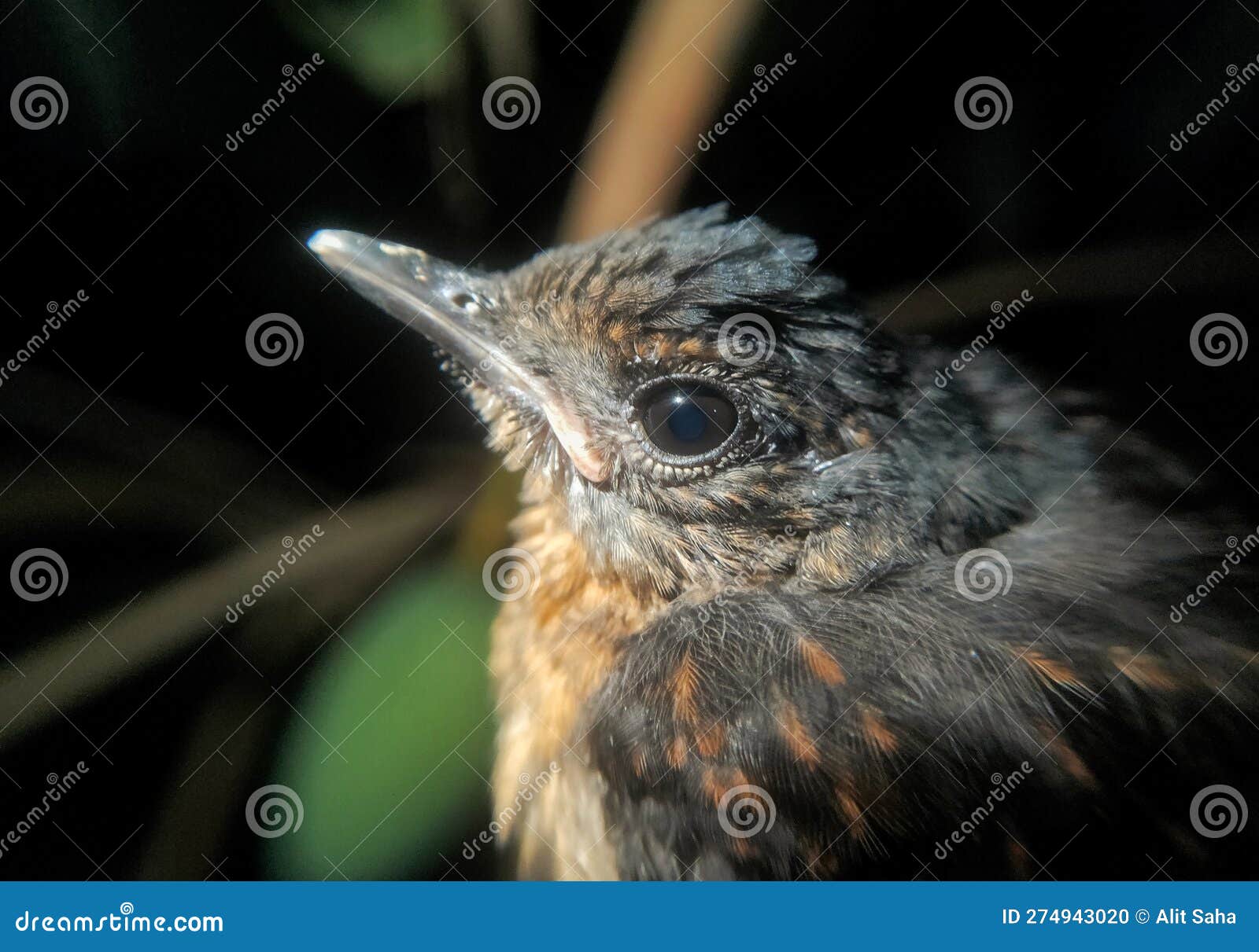 Doyle, National Bird of Bangladesh Stock Photo - Image of national ...