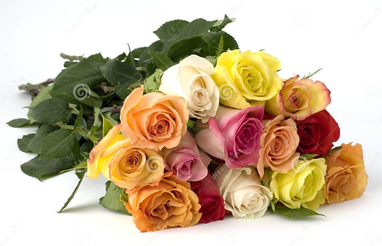 Dozen Mixed Long Stemed Roses Stock Photo - Image of color, bride: 1975092