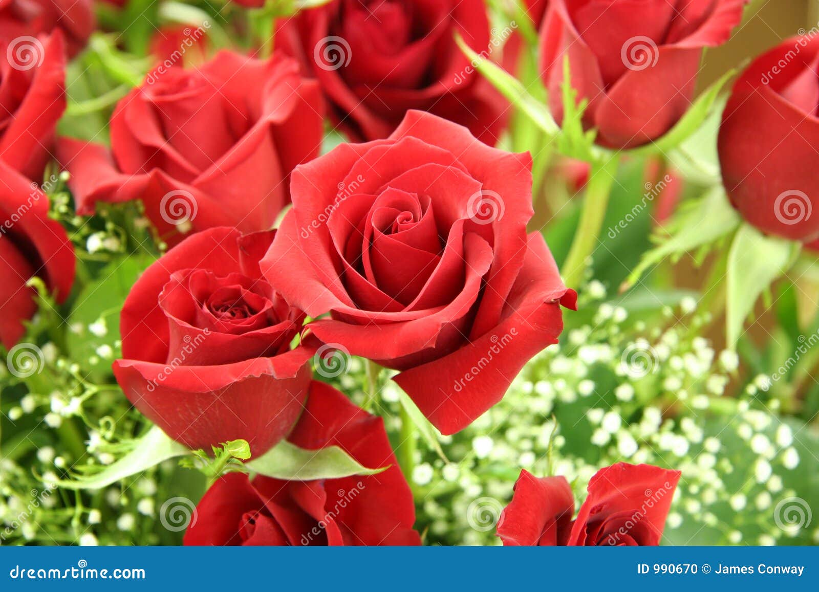 A dozen red roses stock photo. Image of roses, gift, flowers - 990670