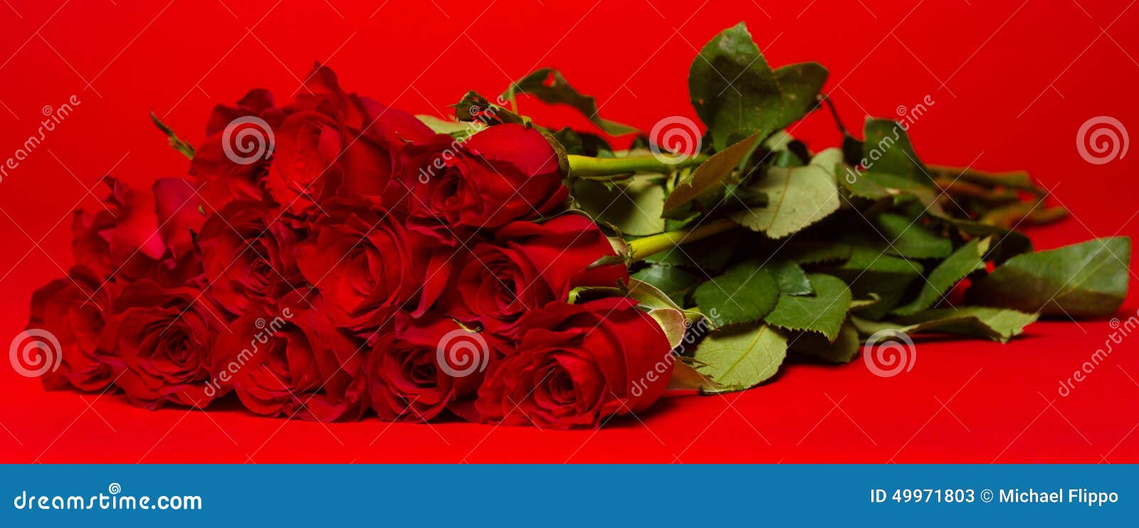 Dozen Red Roses on a Red Background Stock Image - Image of flowers ...