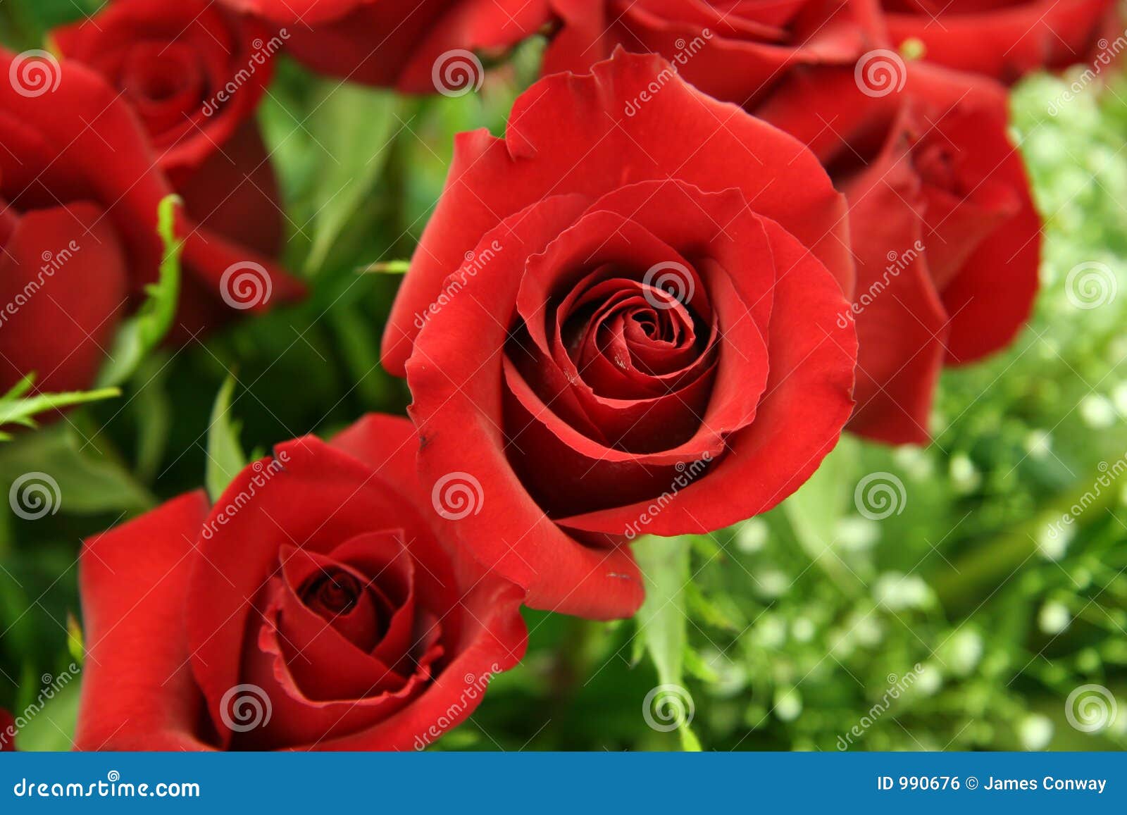 Dozijn rode rozen stock foto. Image of bloemen, dozijn - 990676