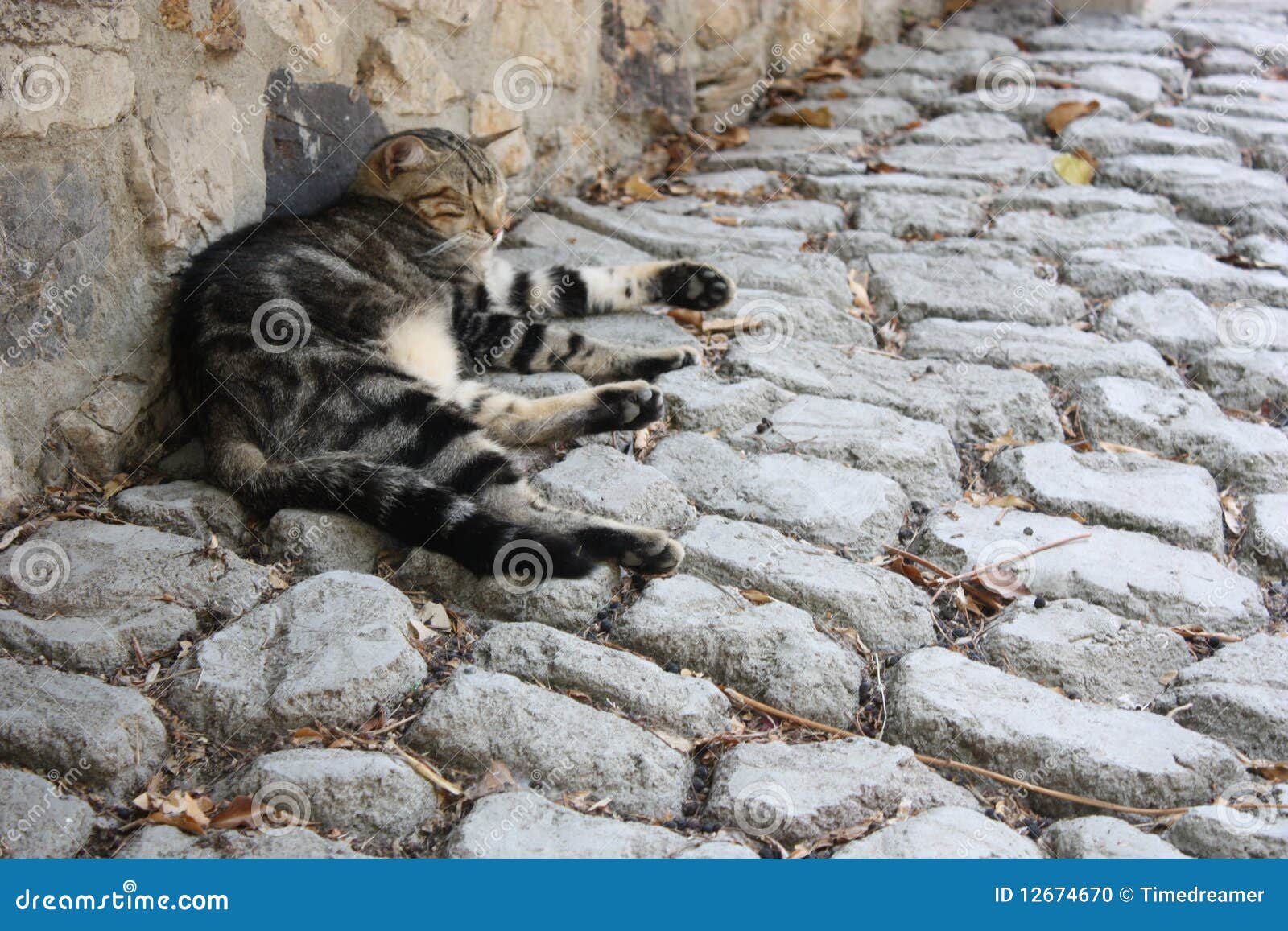 Dozing Cat Stock Photo - Image: 12674670