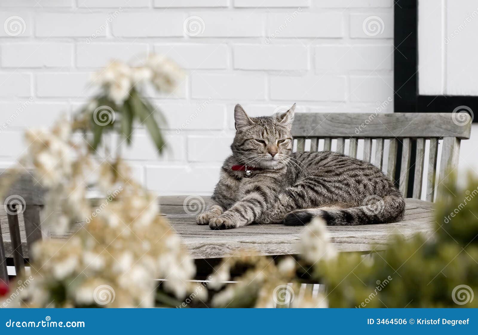 Dozing Cat Royalty Free Stock Image - Image: 3464506