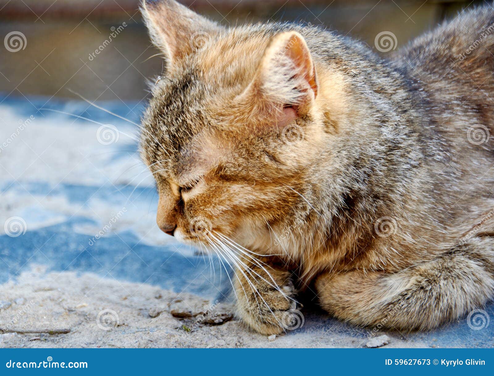 Dozing cat stock image. Image of kitten, lovable, tabby - 59627673