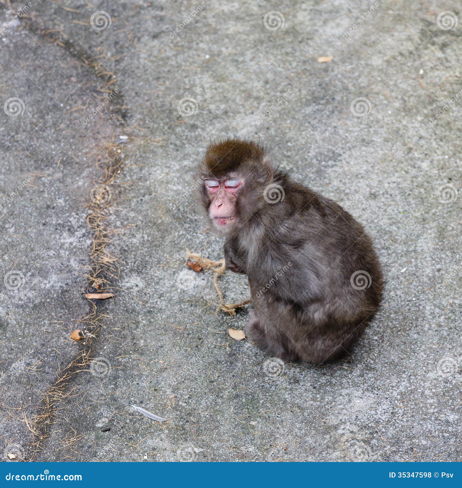 Dozing Japanese macaque stock photo. Image of wildlife - 35347598