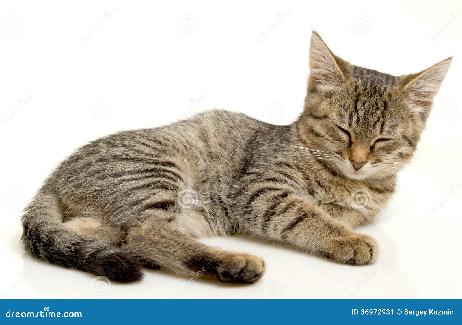 Dozing kitten. stock image. Image of mildness, animal - 36972931